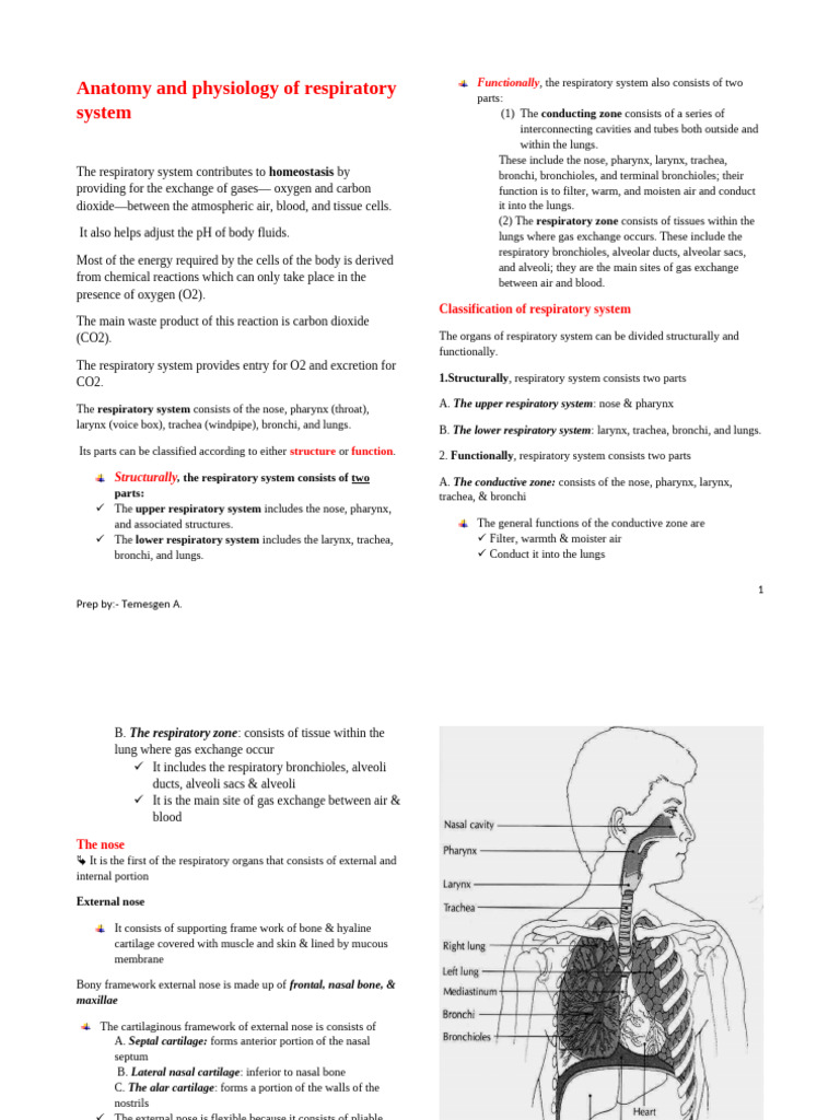 pharma anatomy | PDF | Respiratory Tract | Lung