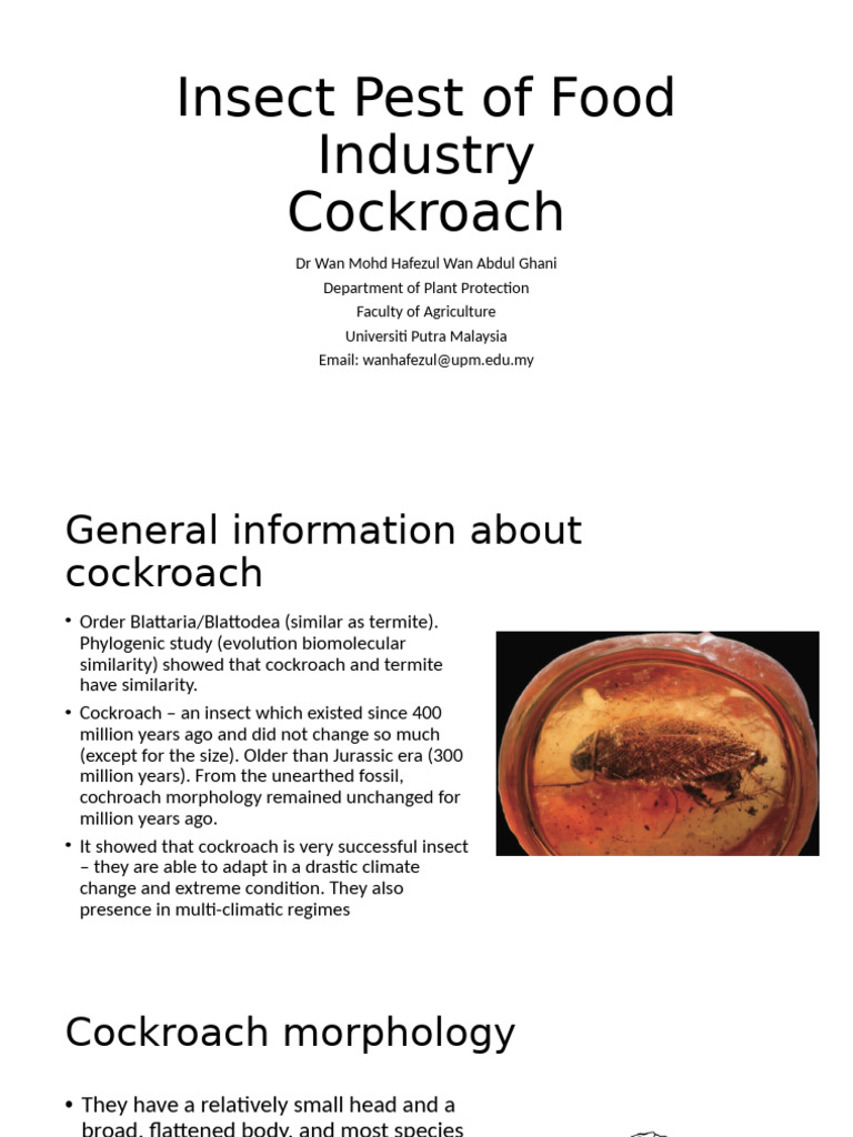 Insect Pest of Food Industries - Cockroach and Fly | PDF | Diarrhea ...