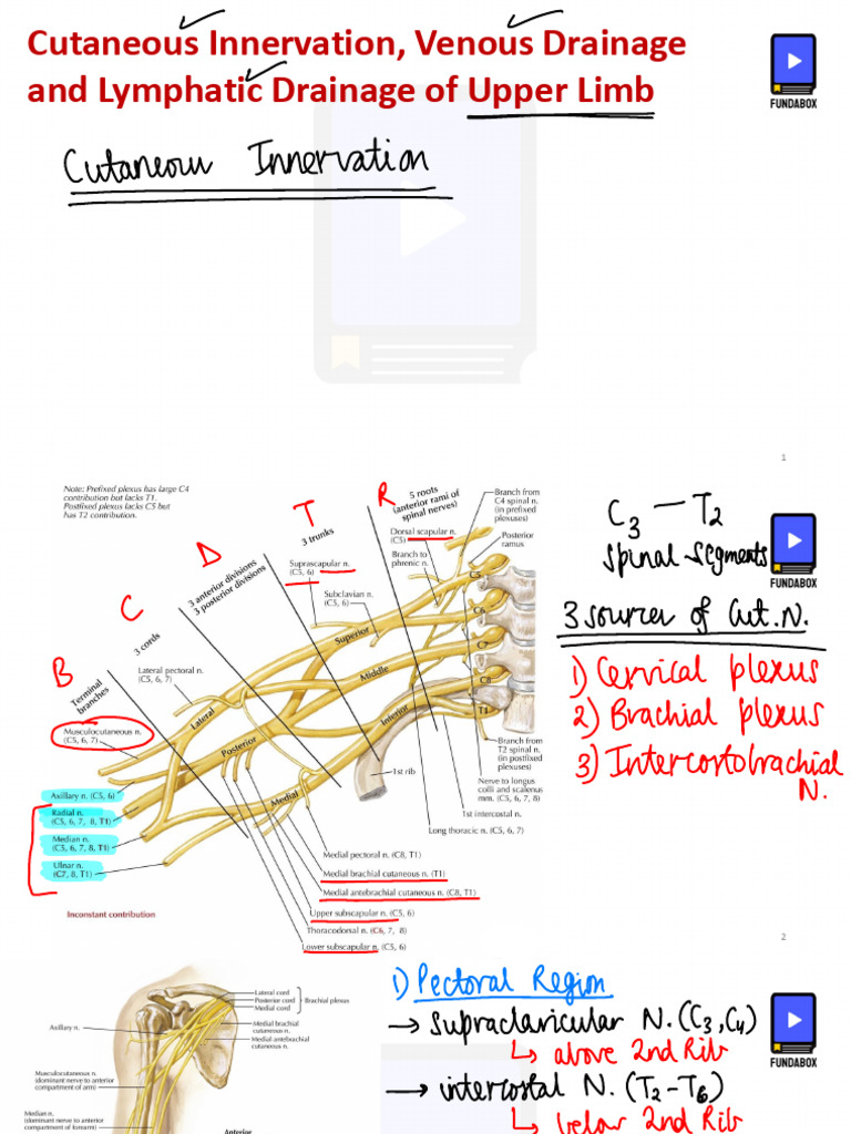 Upper Limb Innervation and Drainage | PDF | Arm | Vertebra