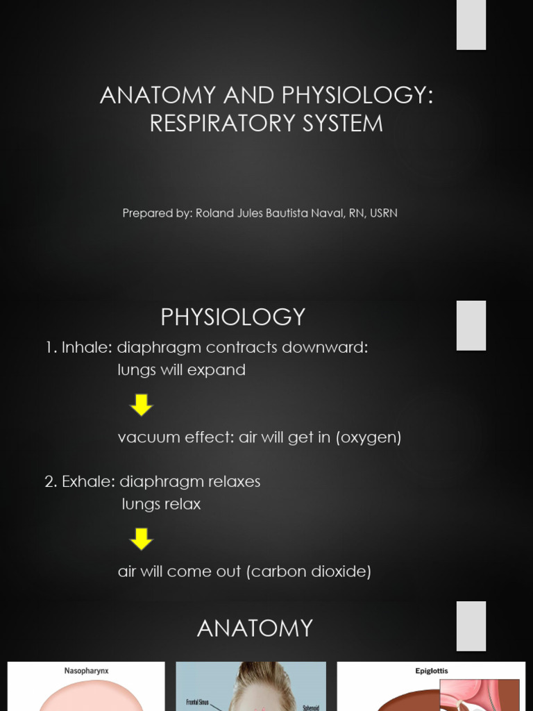 AnaPhy of Respiratory and Gas Exchange Prelim | PDF