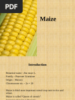Maize Floral Biology & Seed Production | PDF | Flowers | Maize