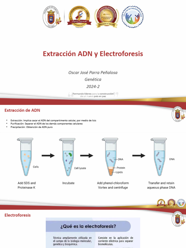 Extraccion ADN y Electroforesis | PDF