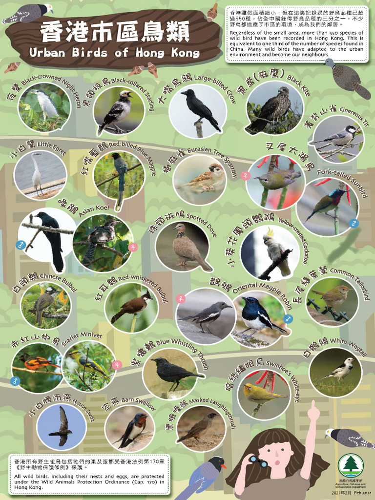 Urban Birds HK Poster | PDF