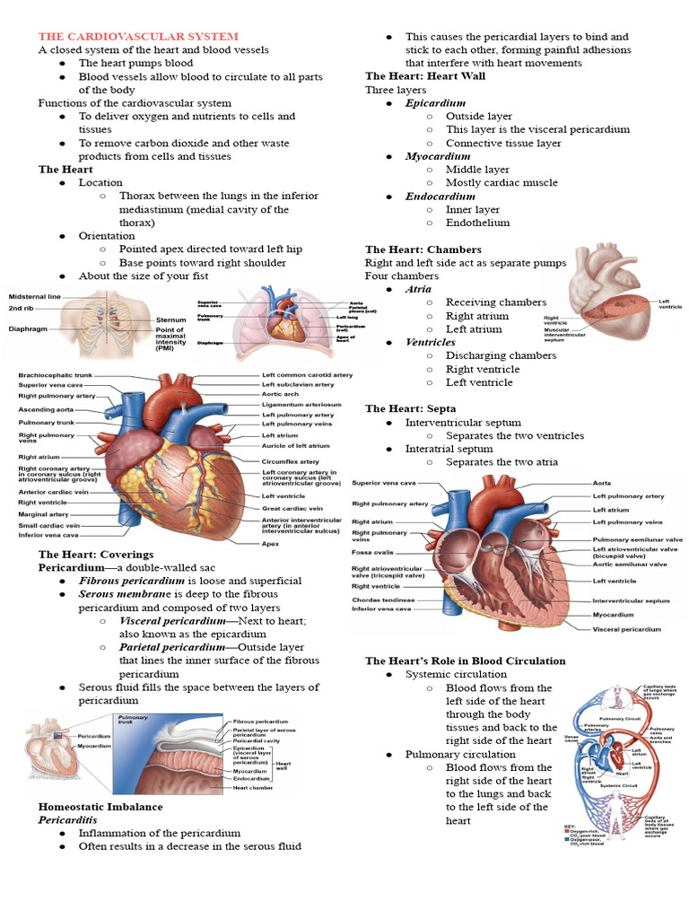 Cardiovascular System | PDF | Heart Valve | Heart
