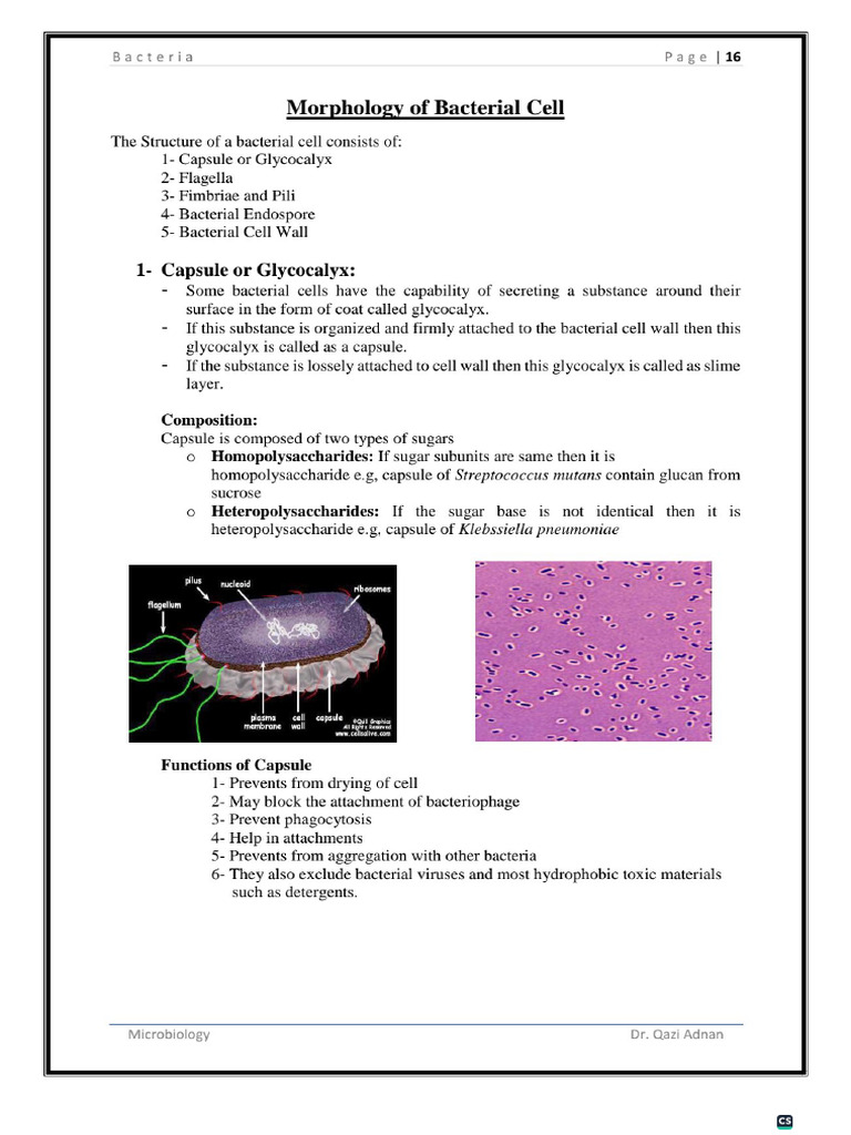 Microbiology 2 | PDF