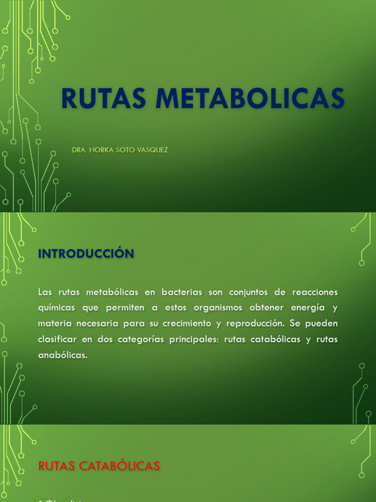 Rutas Metabólicas en Bacterias: Catabolismo y Anabolismo | PDF ...