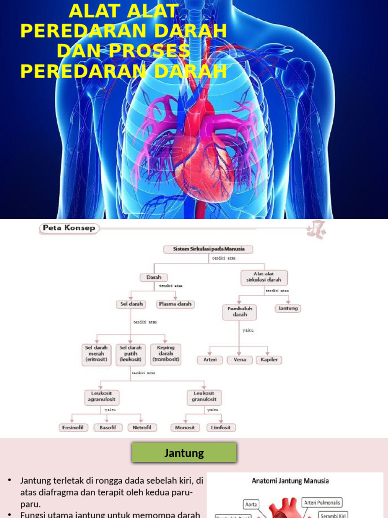 Alat Alat Peredaran Darah Dan Proses Peredaran Darah p3 | PDF