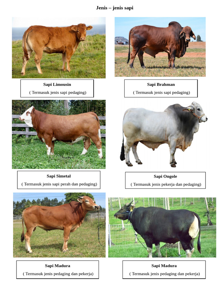 Jenis-Jenis Sapi: Pedaging dan Perah | PDF