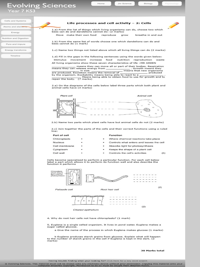 Year 7 Cells Worksheet | PDF | Foods | Cell (Biology)