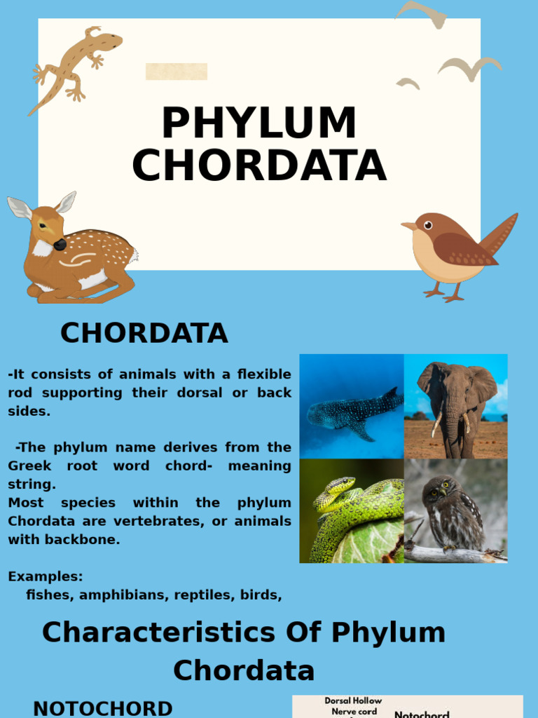 Three Subphyla of Chordata | PDF | Vertebrates | Chordates