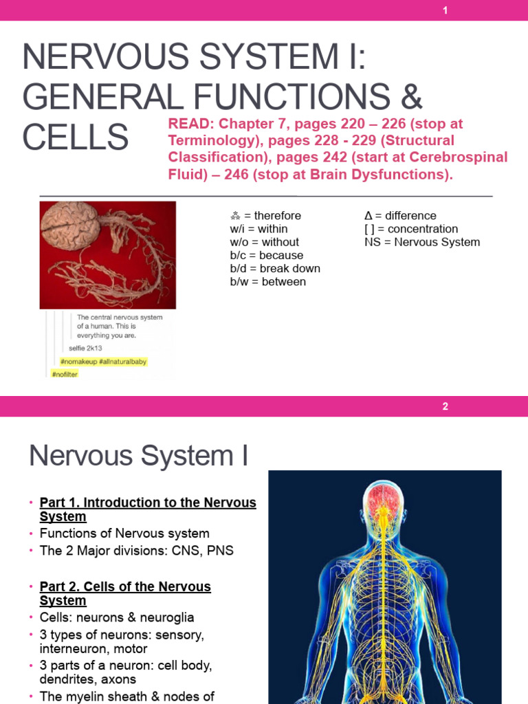 Nervous system | PDF | Cerebrospinal Fluid | Myelin
