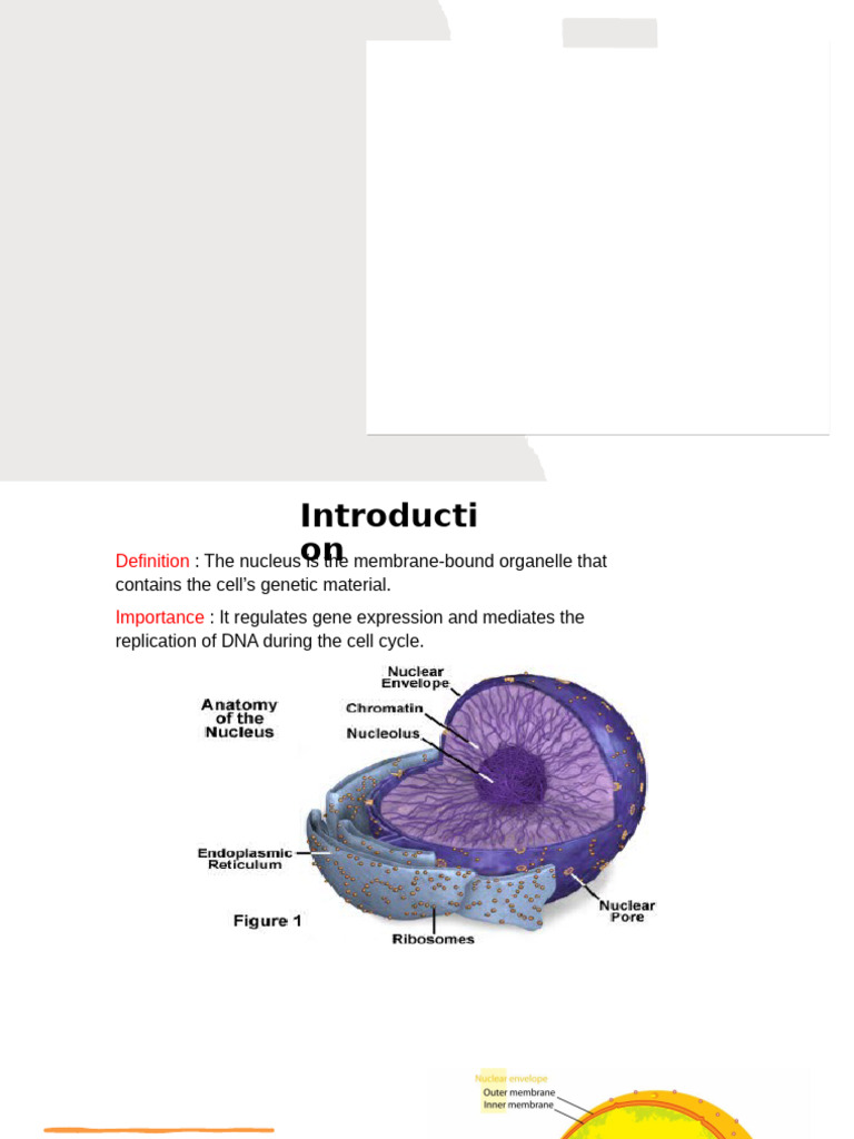 Nucleus Presentation 2 | PDF | Cell Nucleus | Cell (Biology)