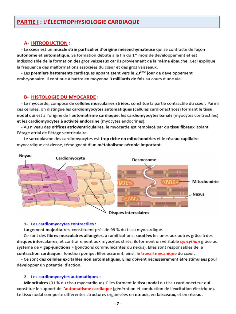 Électrophysiologie du cœur : myocarde et automatisme | PDF | Cœur ...