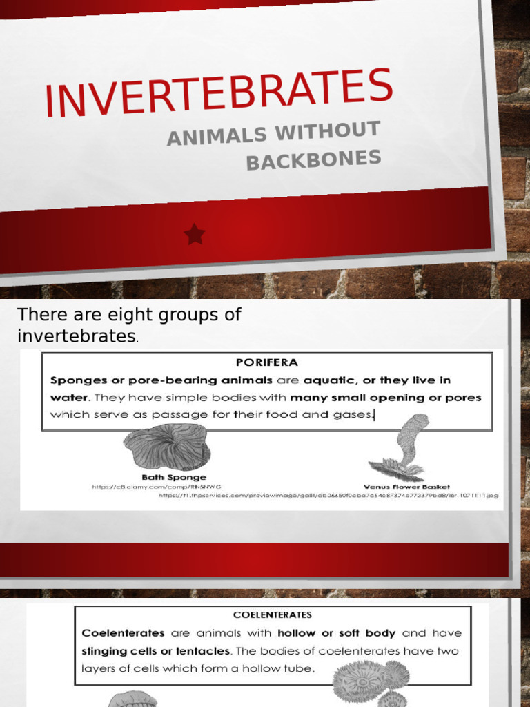 Science 6 q2 Invertebrates | PDF