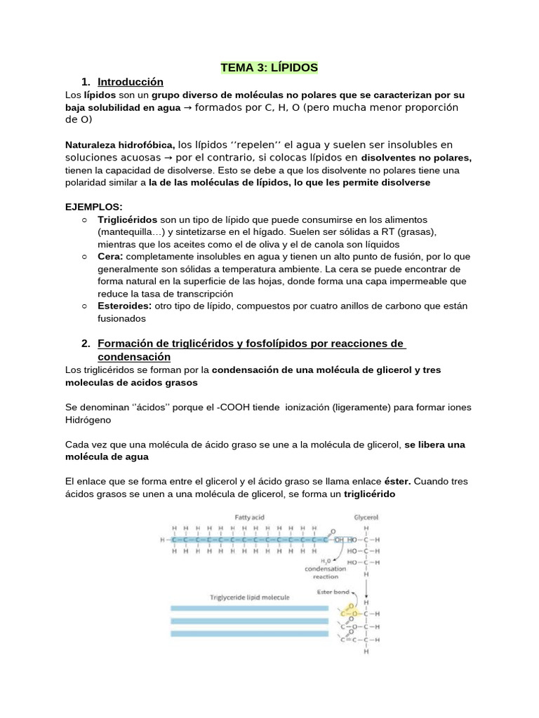 Tema 3 - Lipidos | PDF | Lípido | Ácido graso