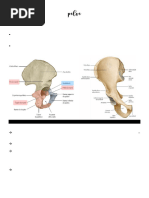Pelve e Períneo | PDF | Pélvis | Anatomia