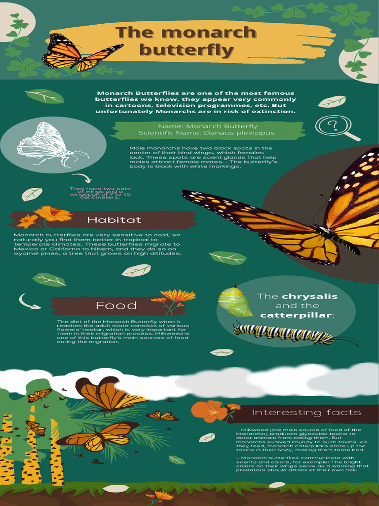Infographic - Monarch Butterfly | PDF | Butterfly | Insects