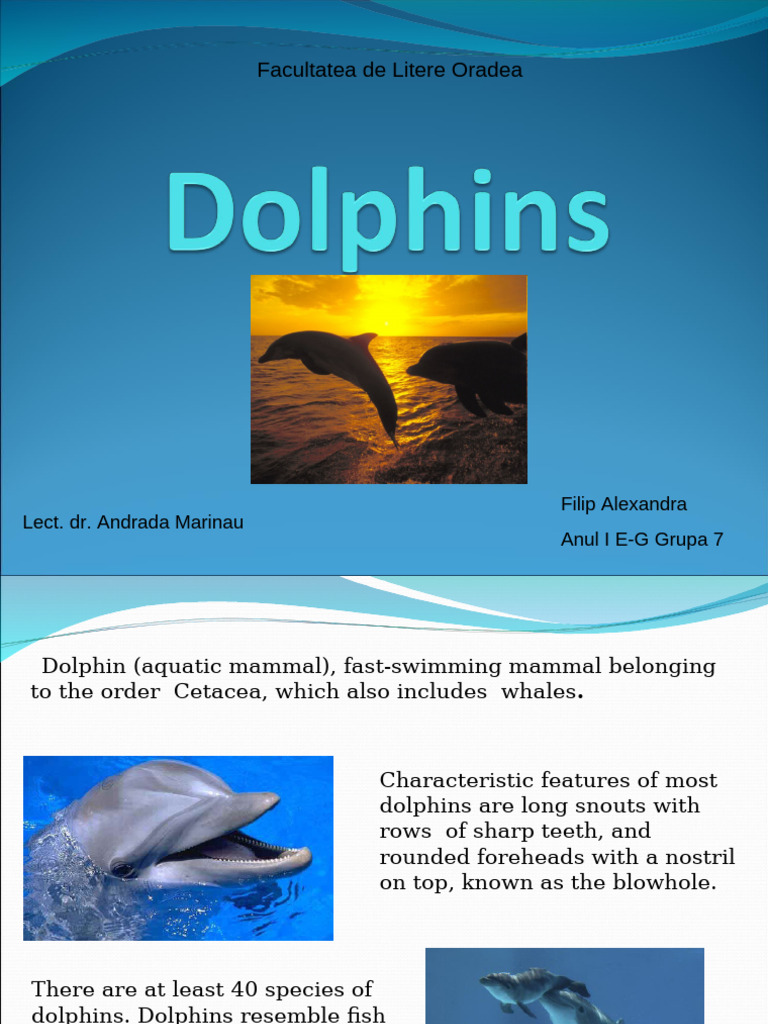 Dolphins | PDF | Dolphin | Whales