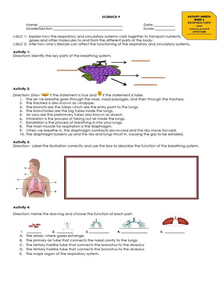 Science Grade 9 Activity Sheet Week 1 1st Quarter | PDF | Lung ...