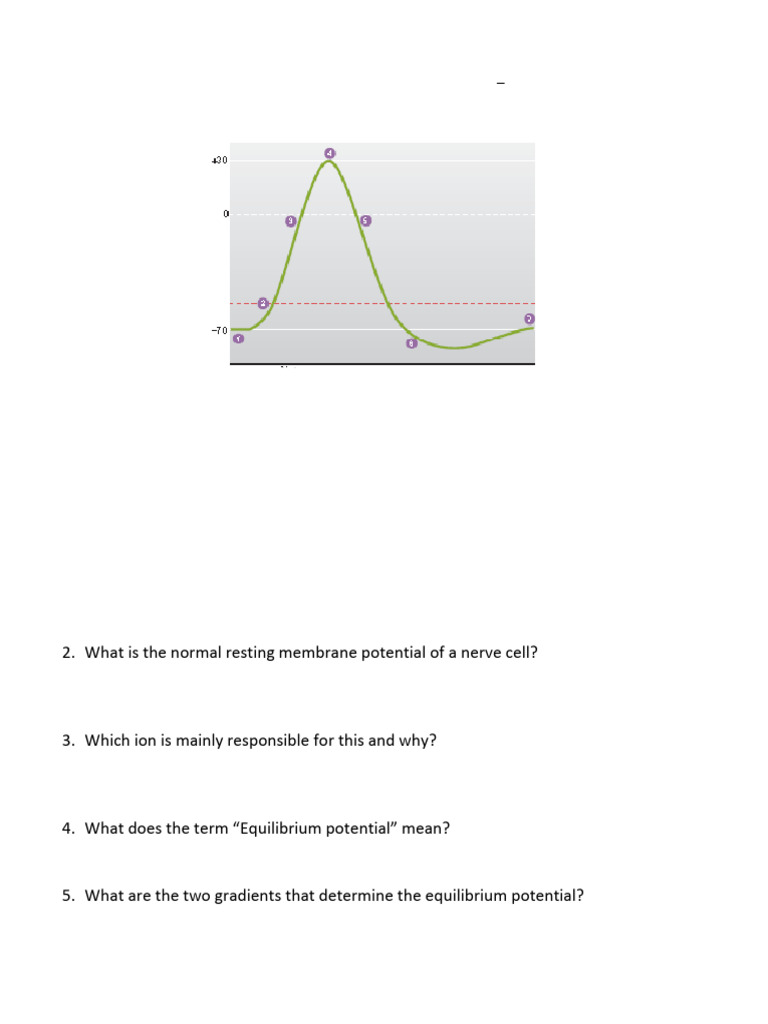 Membrane Physiology Charts 2024 | PDF