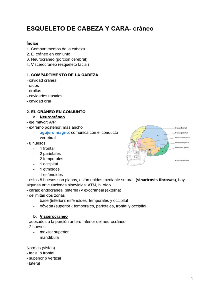 Anatomía del Cráneo y Esqueleto Facial | PDF | Cráneo | Sistema esquelético