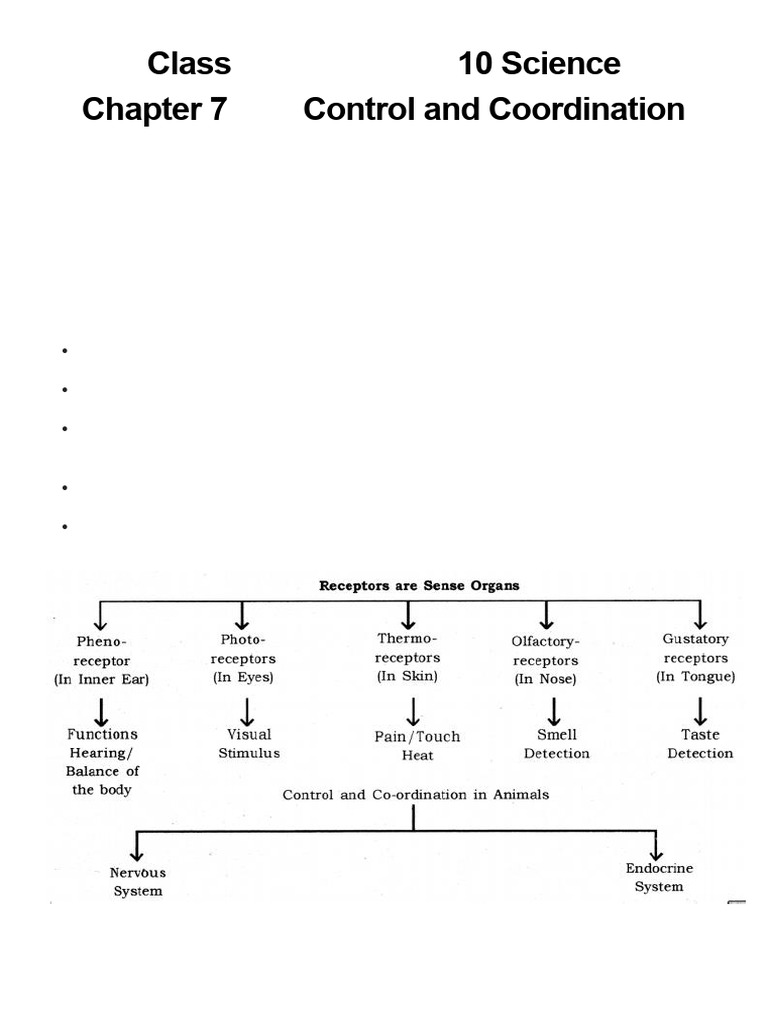 Control_and_Coordination_notes_ | PDF | Neuron | Nervous System