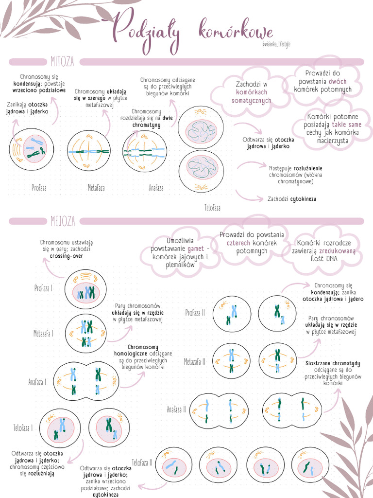 Podziały Komórkowe - Mitoza I Mejoza | PDF