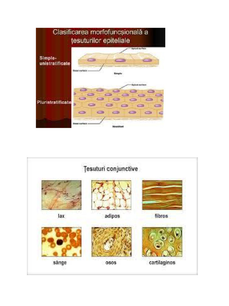 Desene Tesut Animal | PDF
