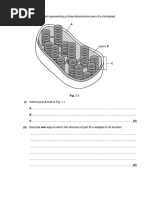 Chloroplast Labelled A Level Diagram | PDF | Chloroplast | Cell (Biology)