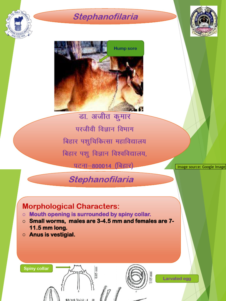 Stephan of Ilaria | PDF | Fly | Medical Specialties