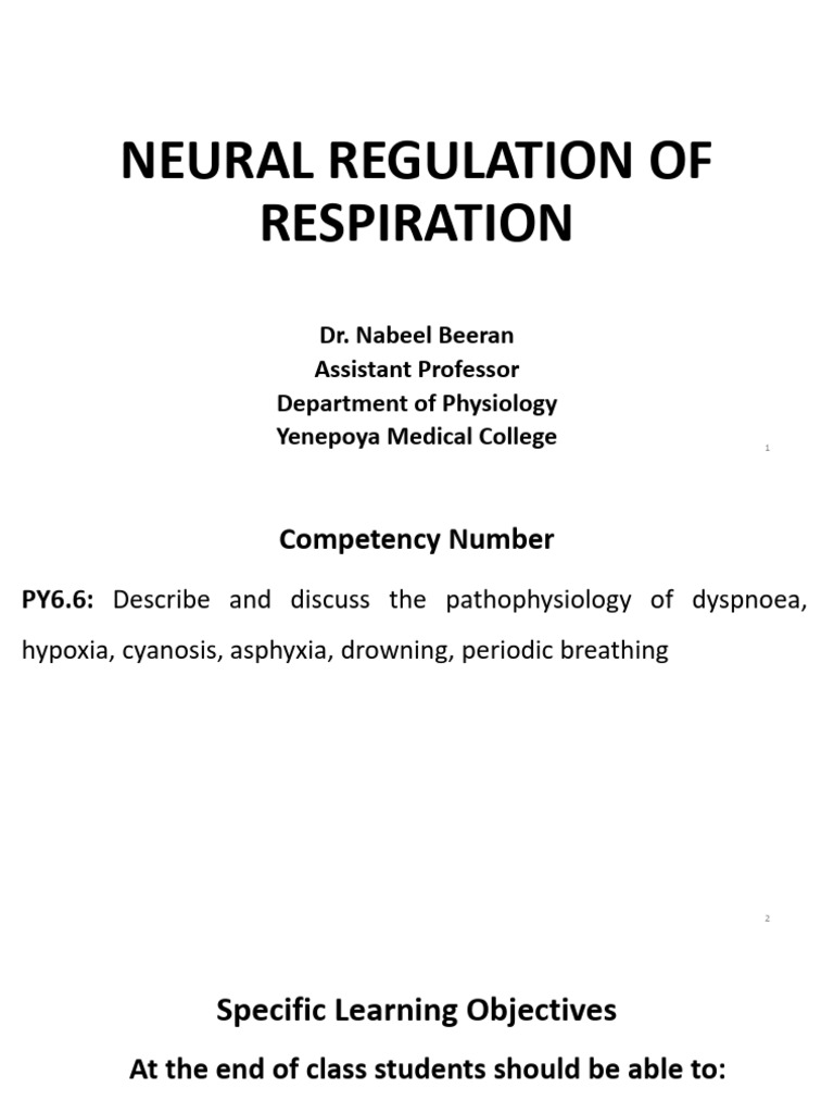 Neural Control of Respiration Explained | PDF | Physiology | Brain