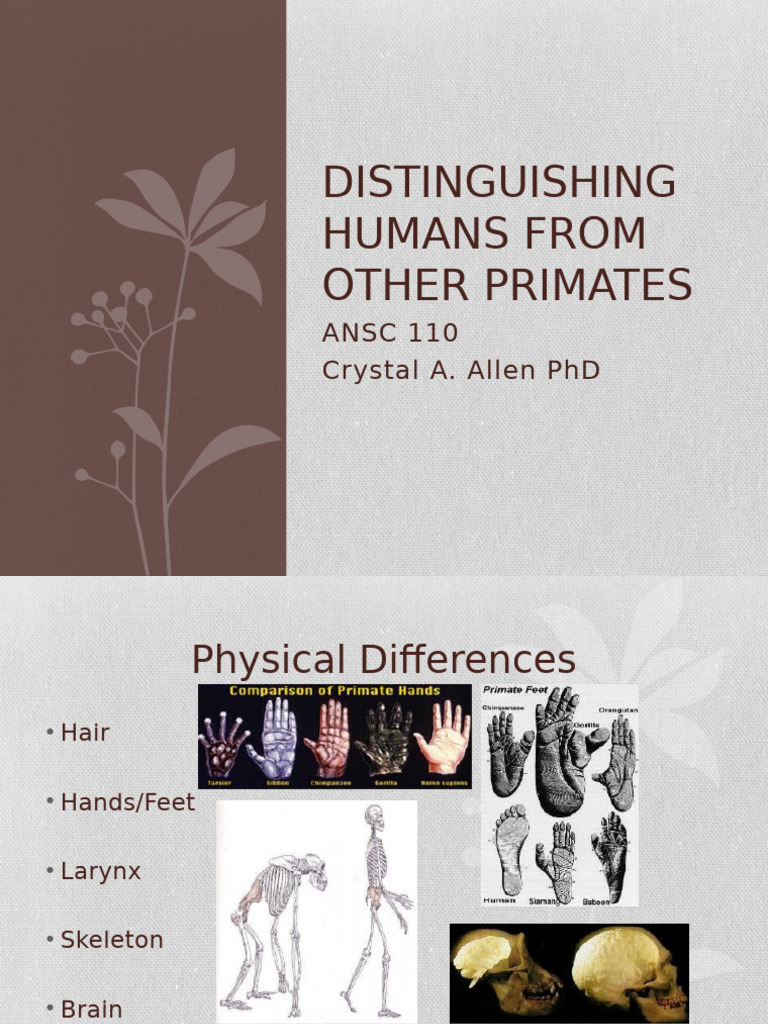 Humans Vs Primates | PDF