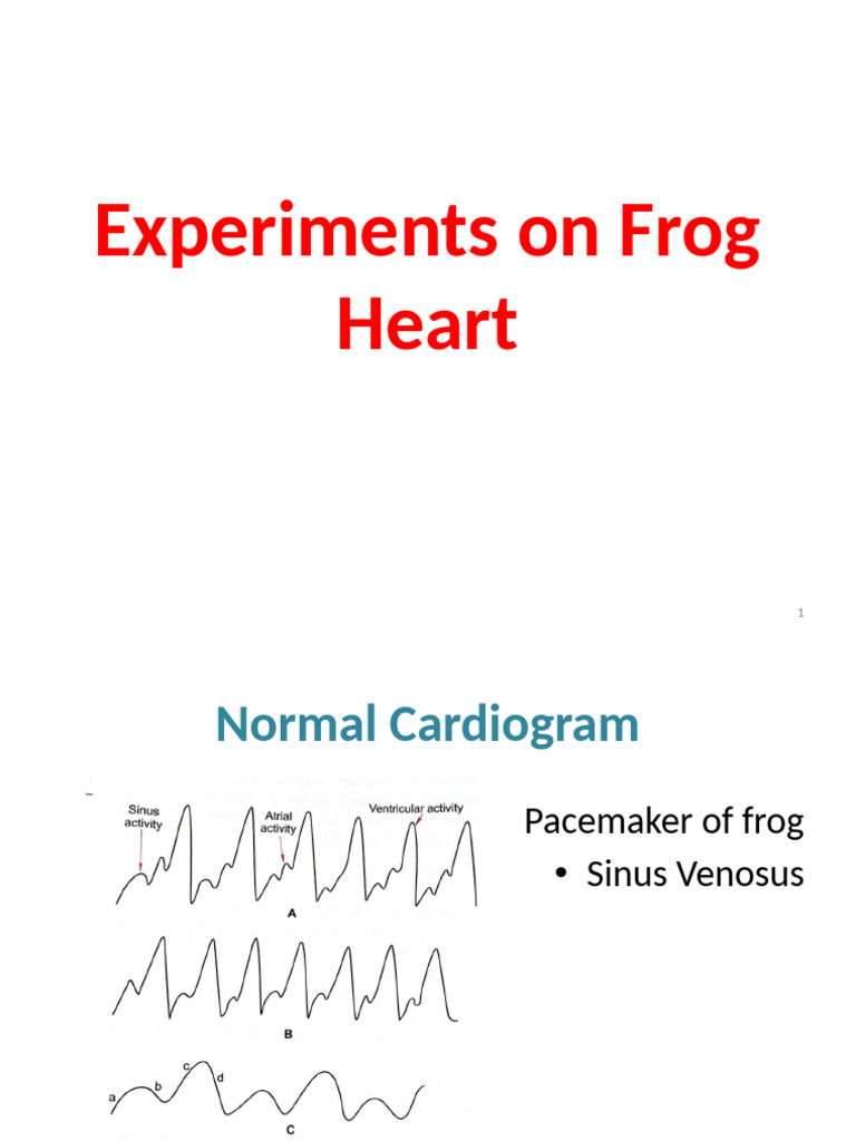 Experiments On Frog Heart | PDF | Heart | Muscle Contraction