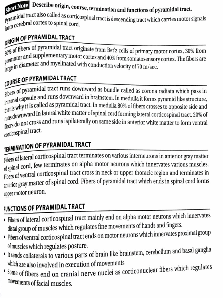 Pyramidal Tract N Umn LMN | PDF | Motor Neuron | Spinal Cord