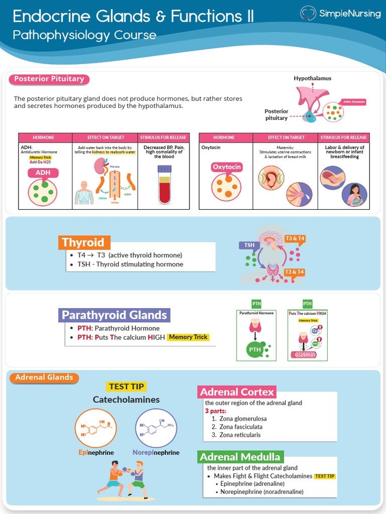 Posterior Pituitary, Thyroid, Parathyroid, - Adrenal Glands | PDF | Adrenal Gland | Pituitary Gland