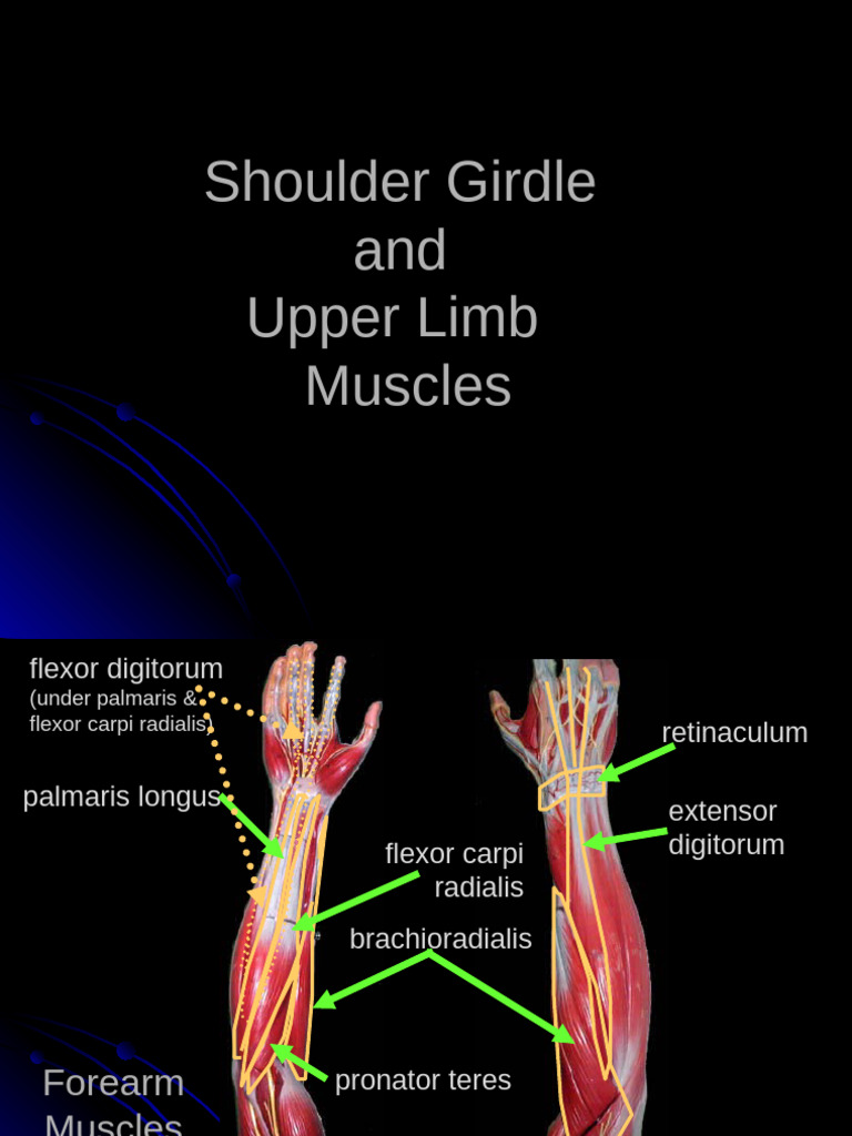LP3_-_Muscles_-_ArmAndShoulder | PDF
