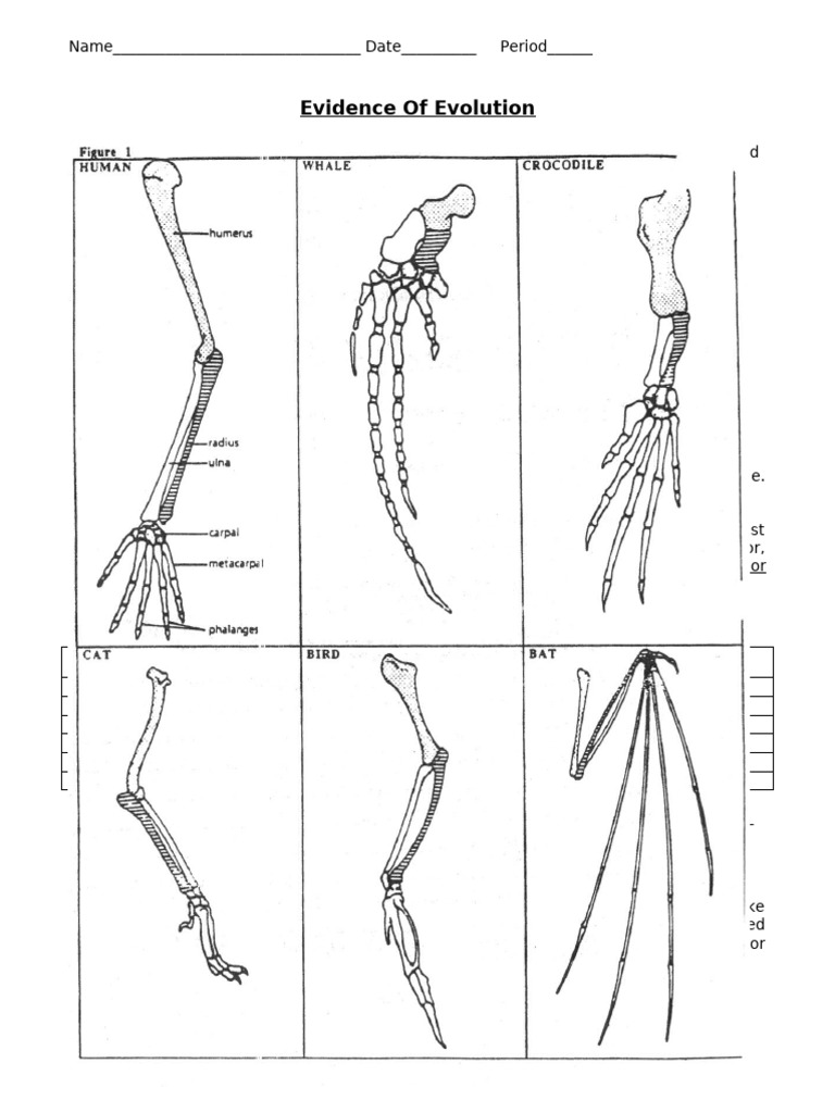Evidence-Of-Evolution Worksheet | PDF | Homology (Biology ...