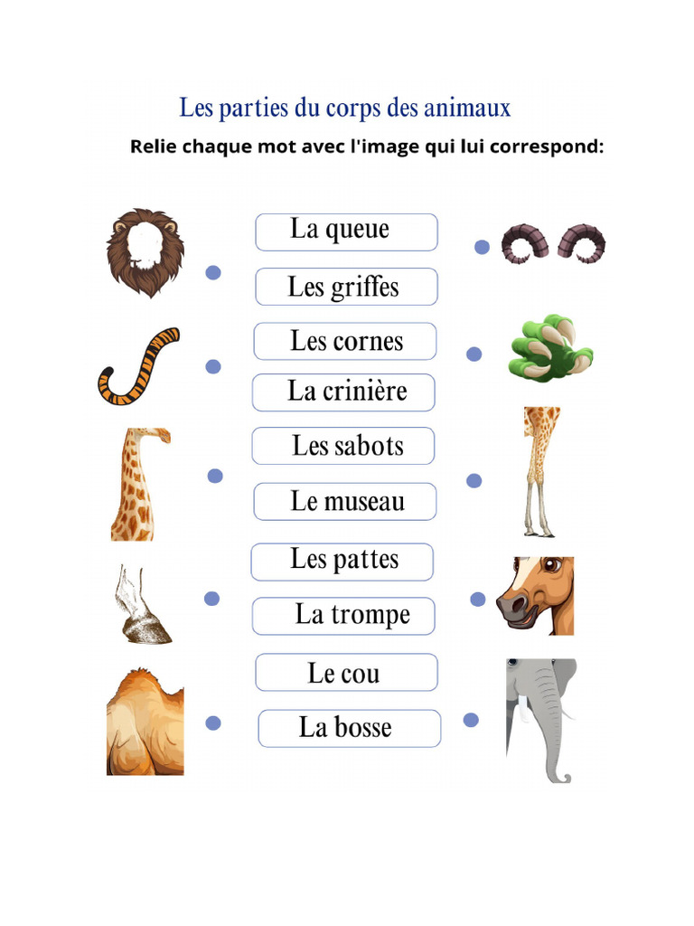 Les Parties Du Corps | PDF