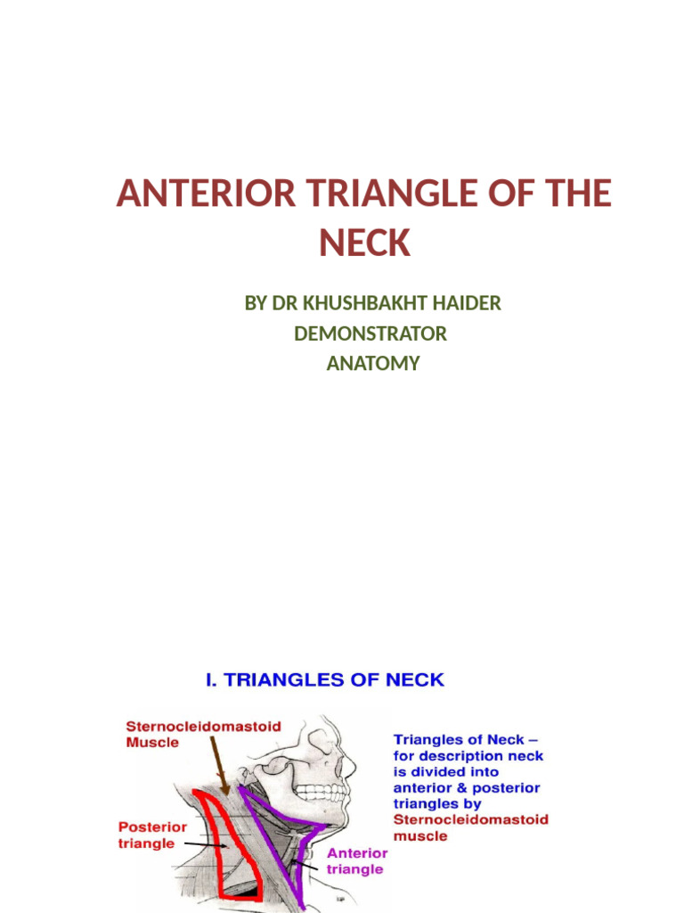 Anterior Triangle of The Neck | PDF | Common Carotid Artery | Neck