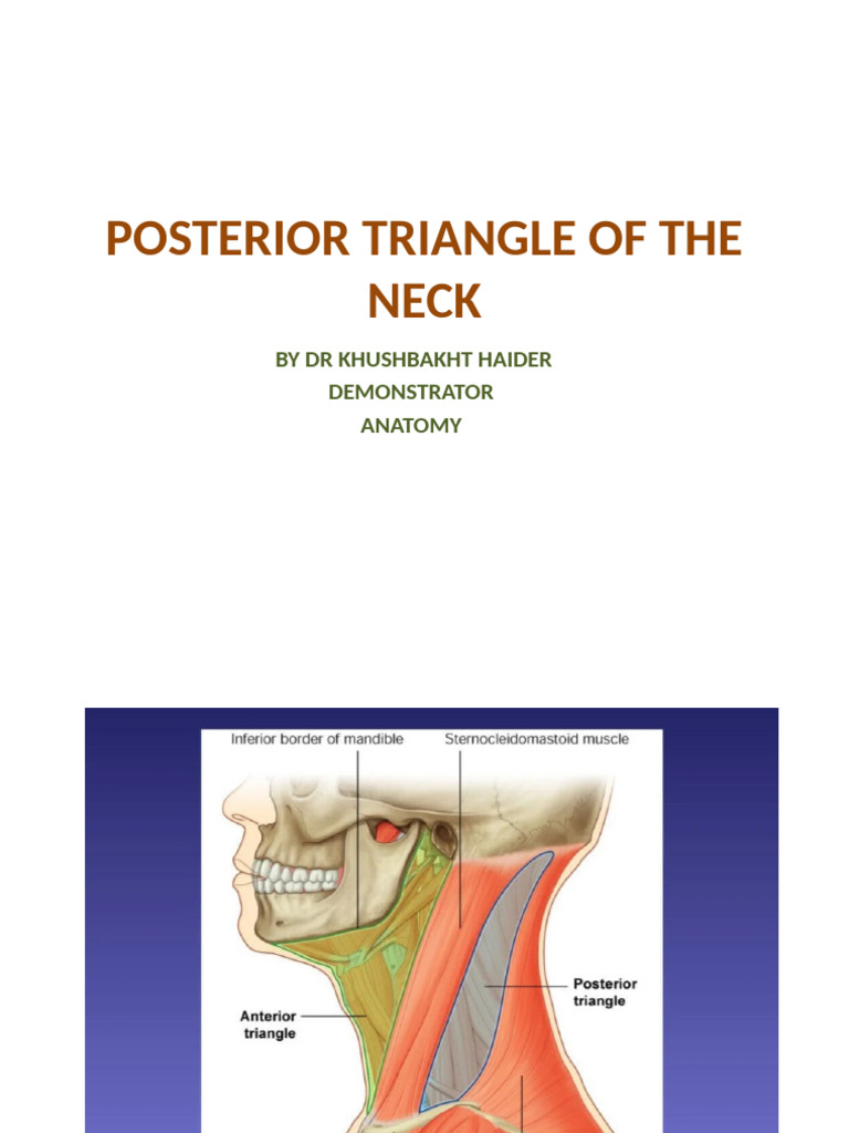 Posterior Triangle of The Neck | PDF