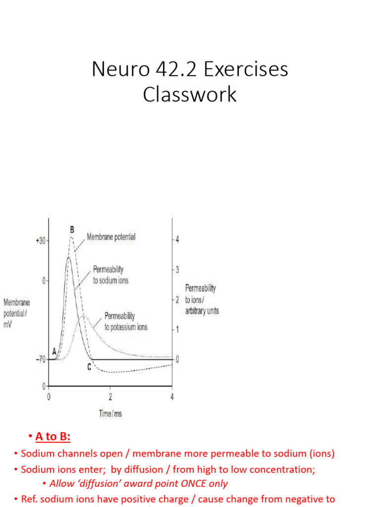 Neuro 42.2 Exercises Classwork | PDF | Action Potential | Depolarization