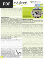 All About Sheep | PDF