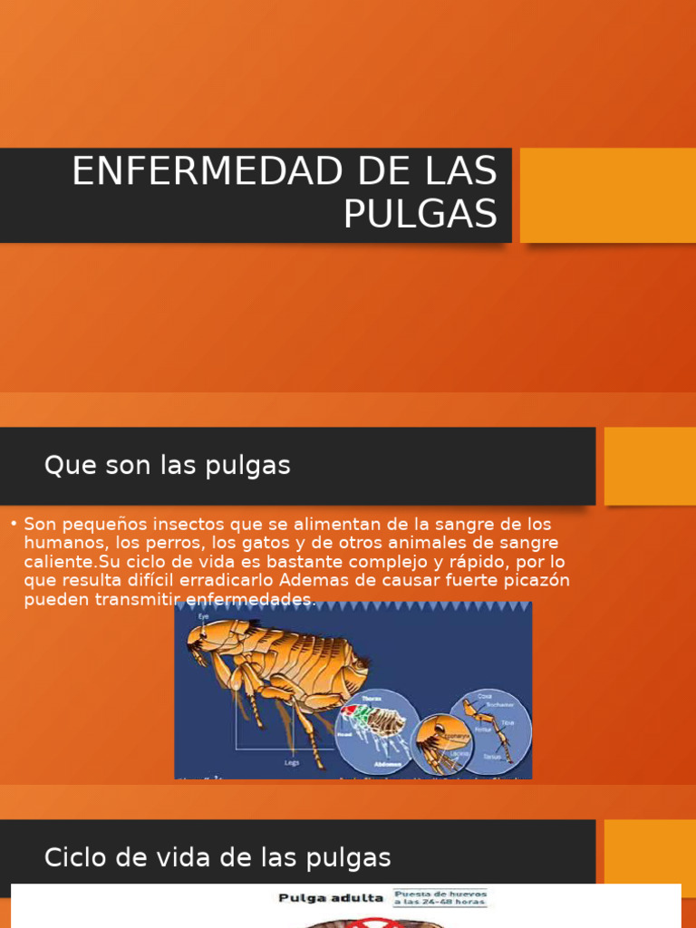 Enfermedades y Prevención de Pulgas | PDF | Peste (enfermedad) | Alergia