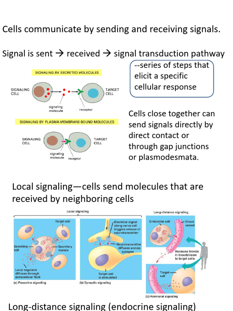 Cell+Signaling+(Ch.+11) | PDF | Cell Signaling | Signal Transduction
