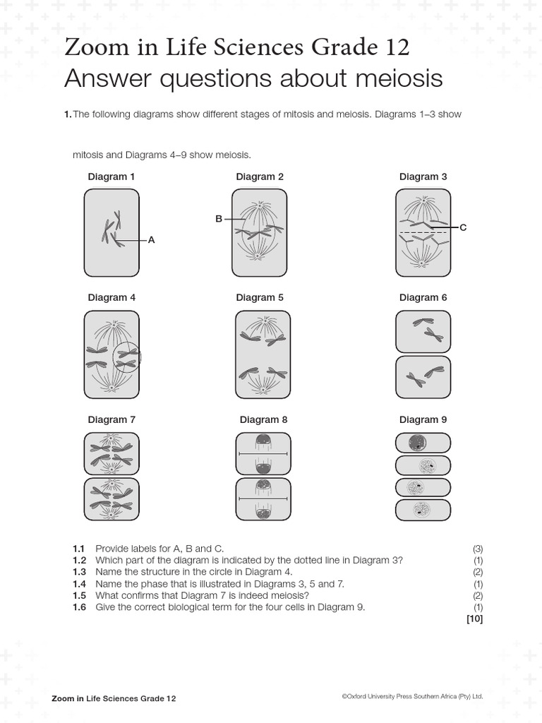 Meiosis and Mitosis Diagrams Explained | PDF | Biological Processes ...