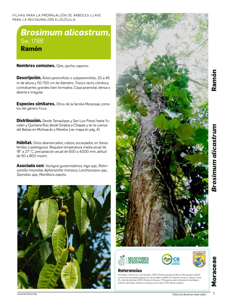 FichaPropagacion_F2_Brosimum_alicastrum | PDF | Semilla | Plantas