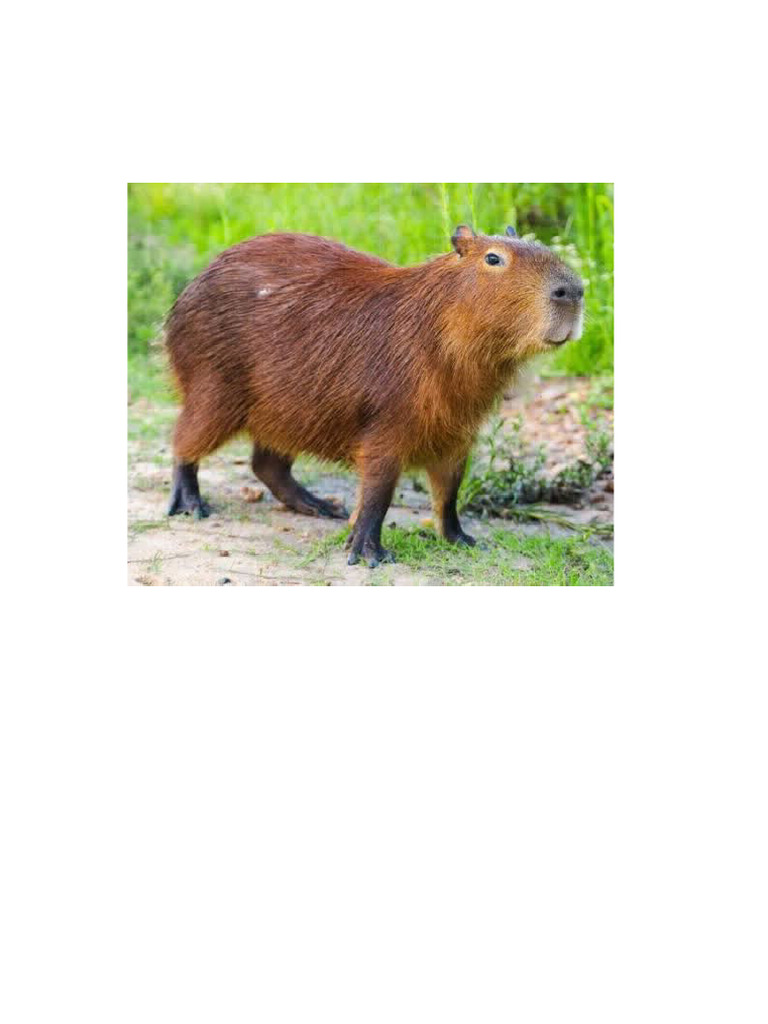 Capibara | PDF