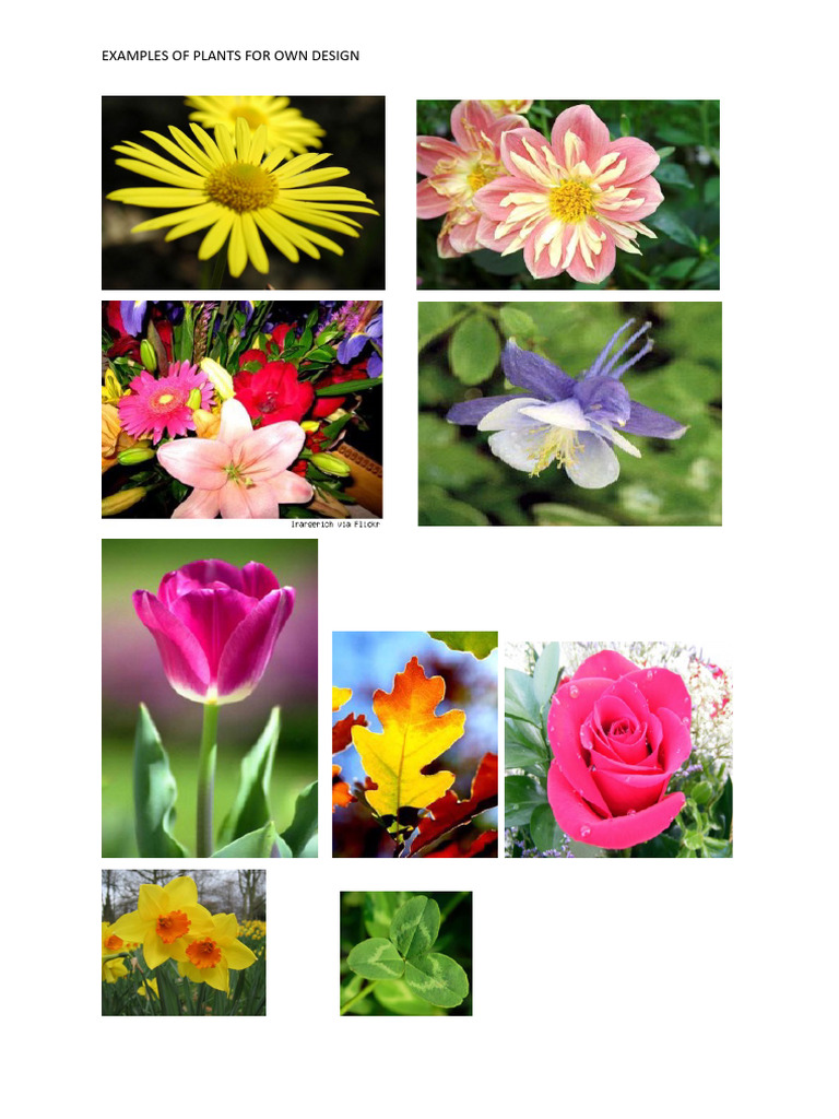EXAMPLES-OF- DIFFRENT-PLANTS-AND-FLOWERS | PDF