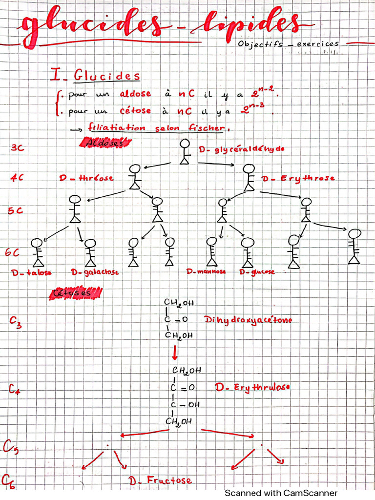 Glucides+lipides Exercices | PDF