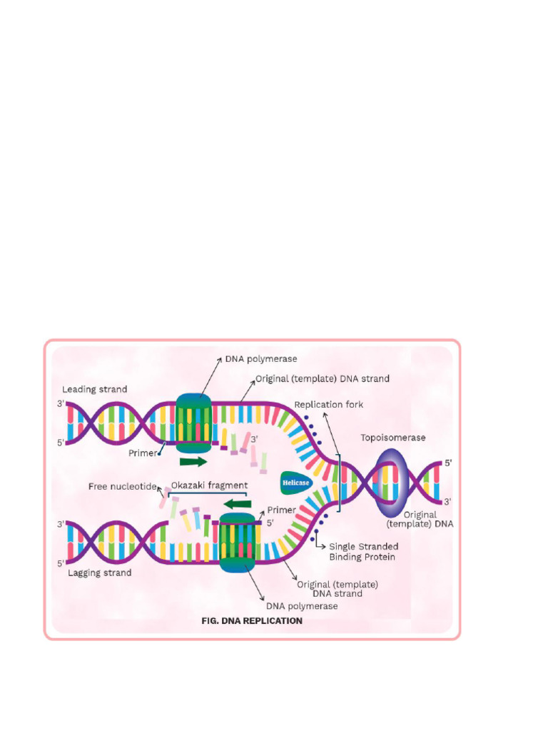 DNA Replication | PDF